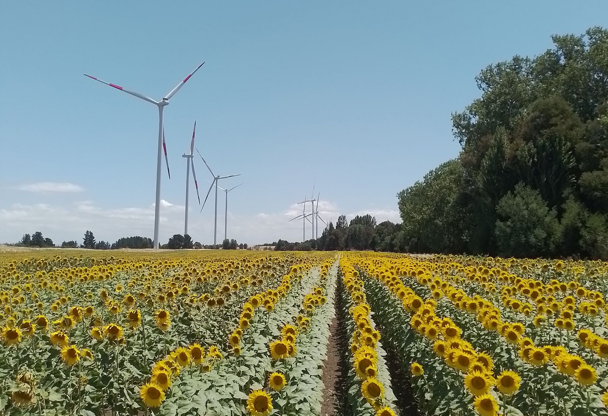 Lomas de Duqueco - wpd Chile : wpd Chile